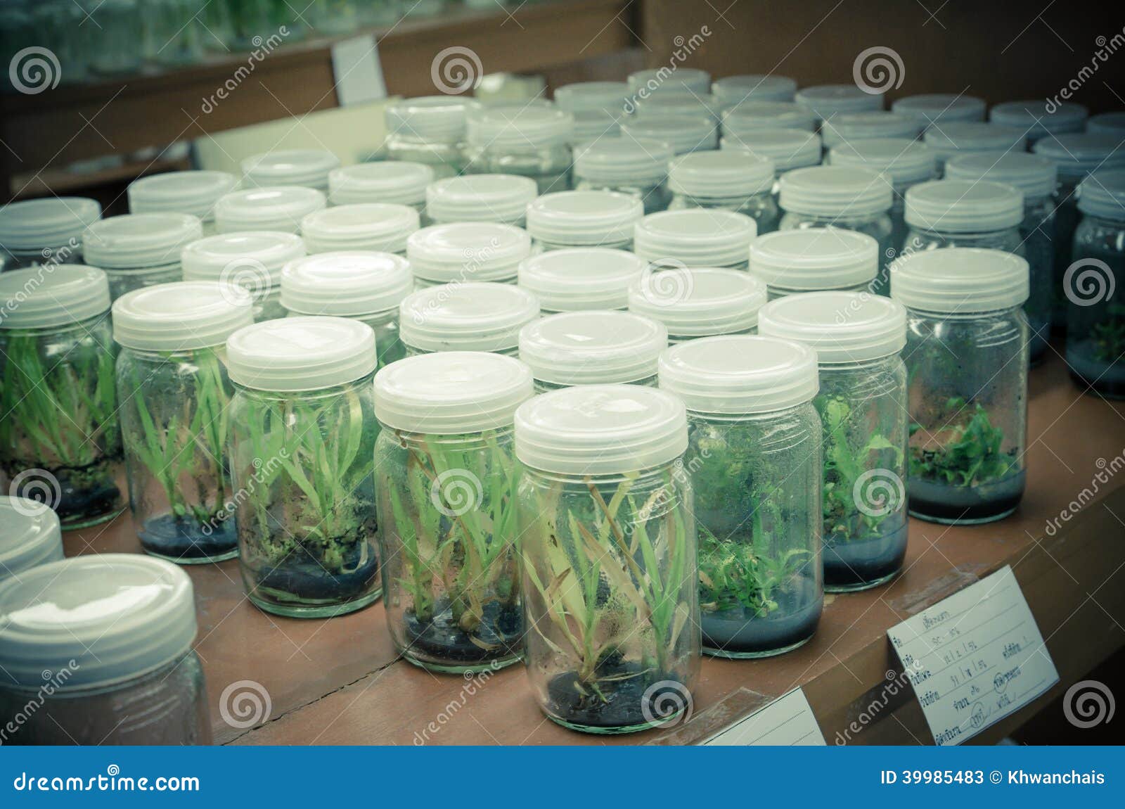 Plant tissue culture stock image. Image of shelf, culture - 39985483