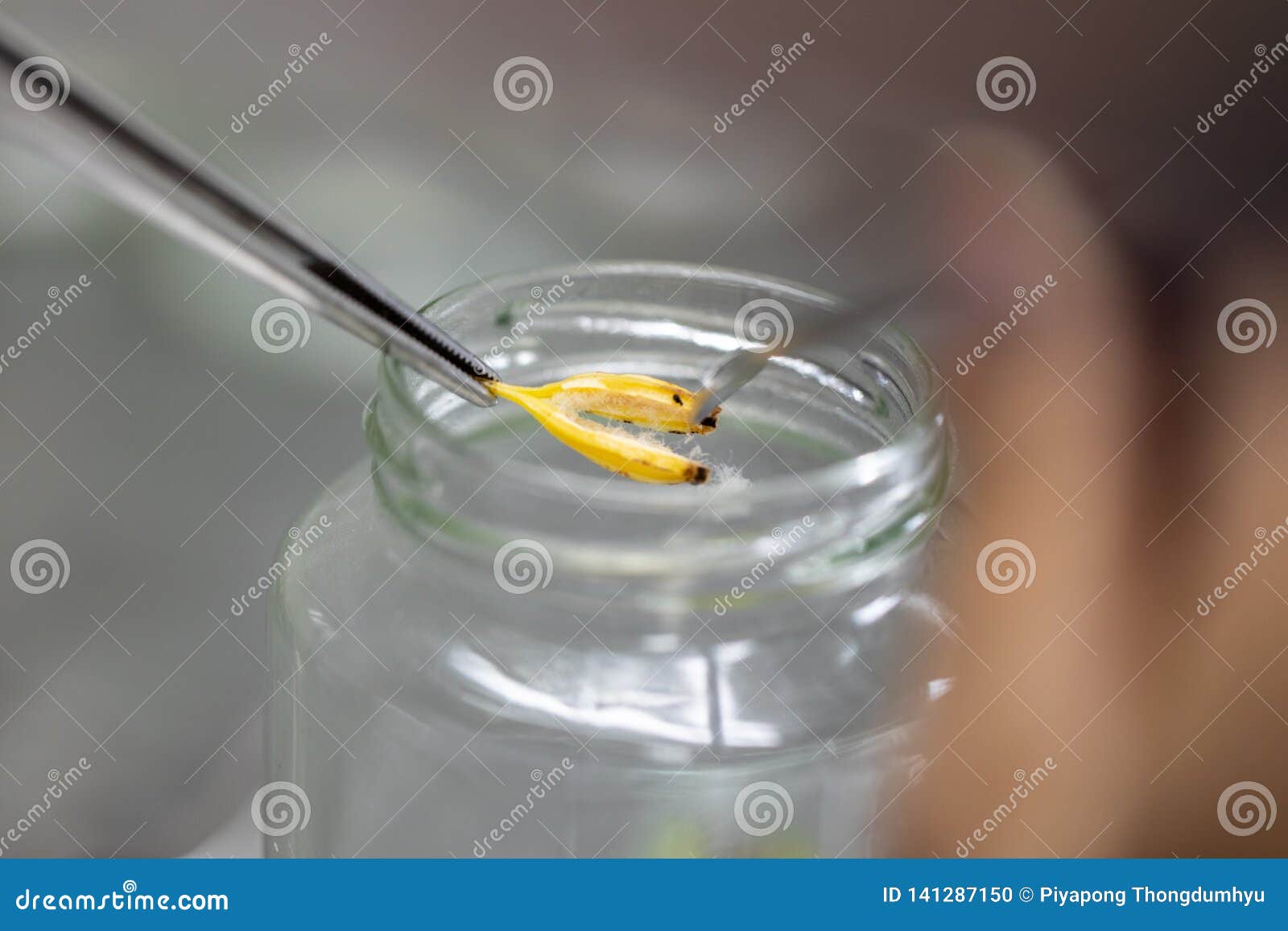 Plant Tissue Culture Techniques in Laboratory. Stock Photo - Image of ...