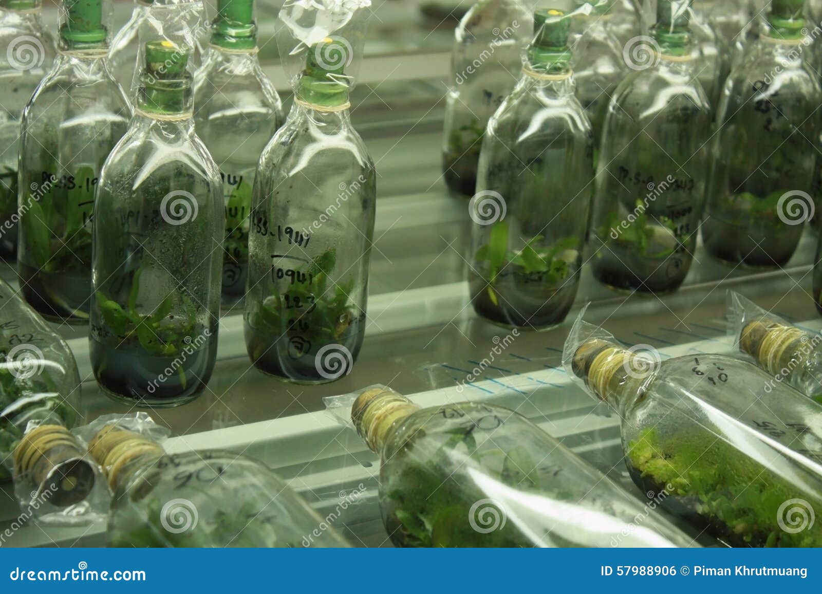 Plant tissue culture stock photo. Image of thailand, agriculture - 57988906