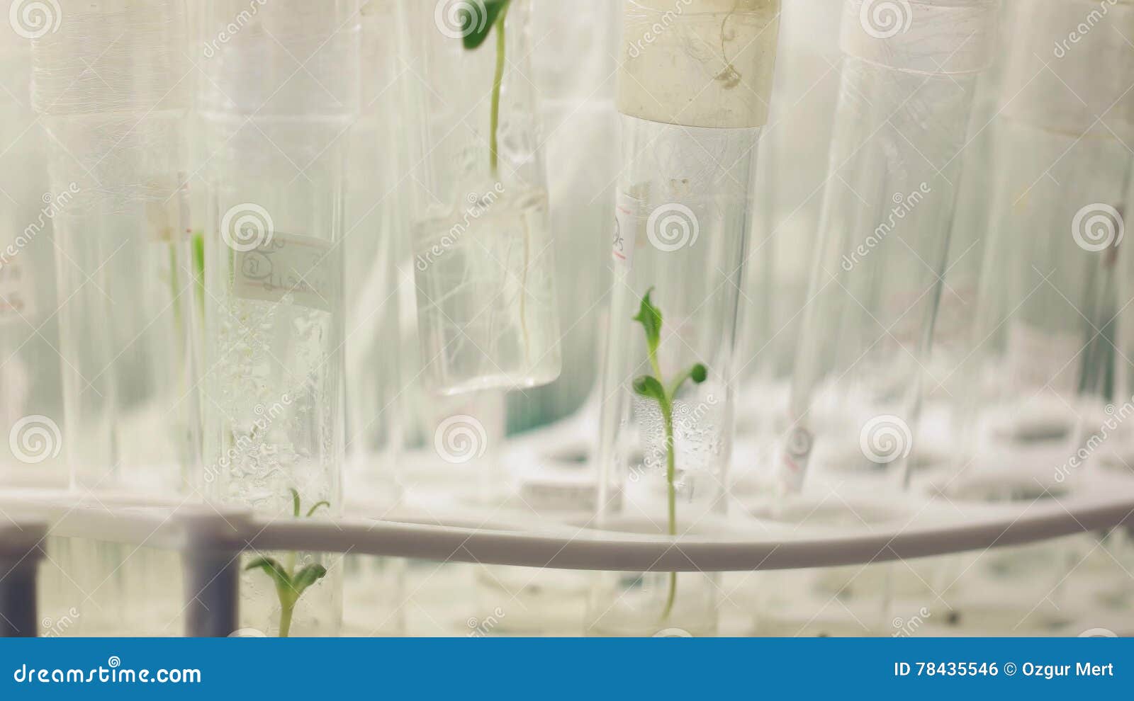 Plant Tissue Culture in Tubes at Laboratory Stock Footage - Video of ...