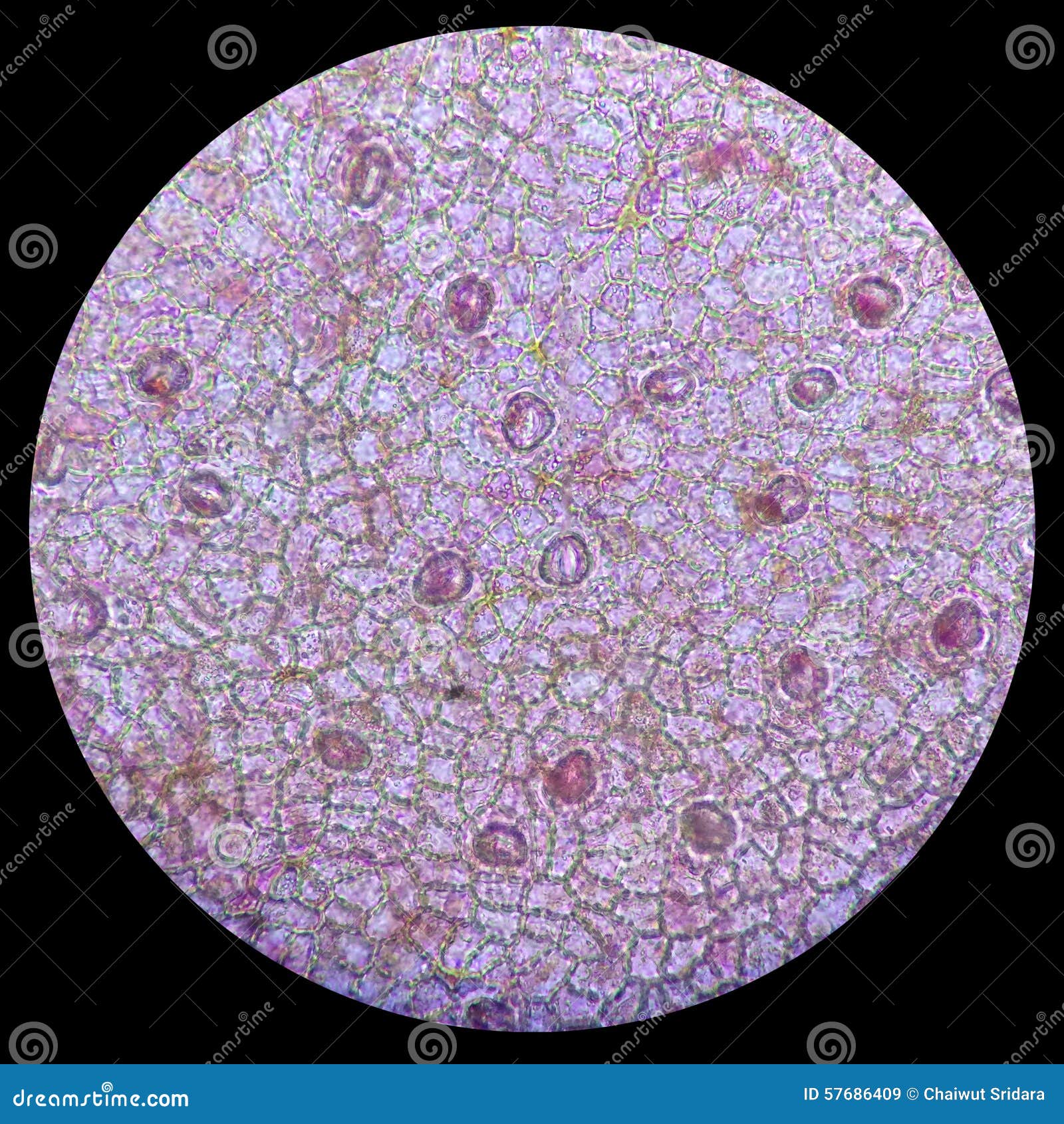 Plant tissue stock image. Image of tissue, background - 57686409