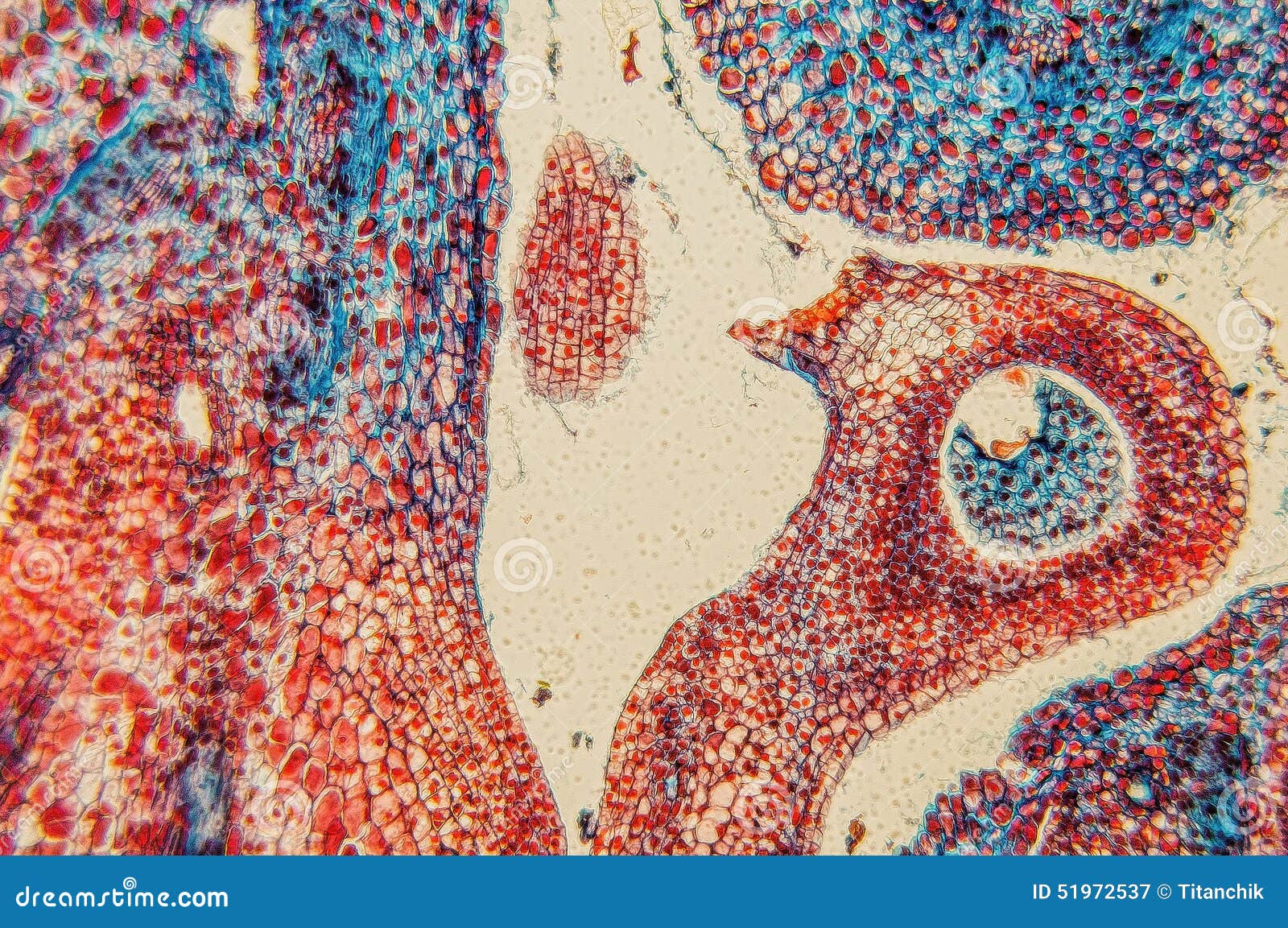 Plant tissue stock image. Image of scientific, science - 51972537