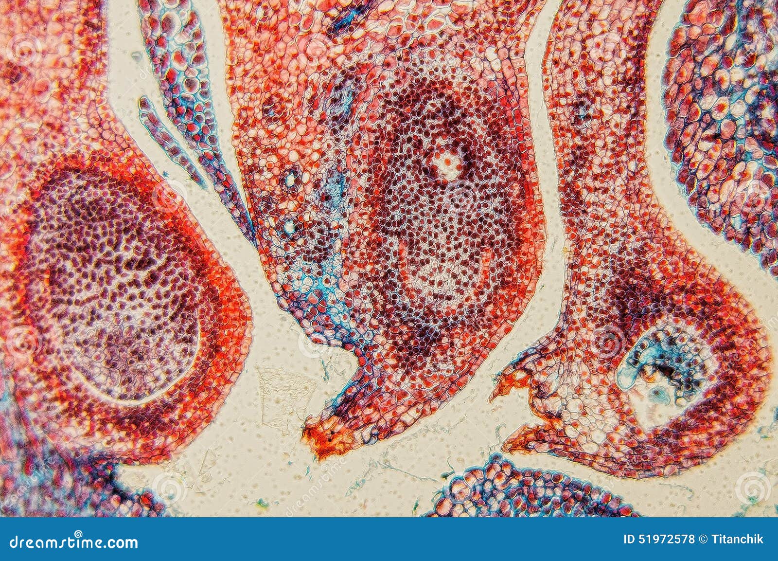 Plant tissue stock photo. Image of magnification, root - 51972578