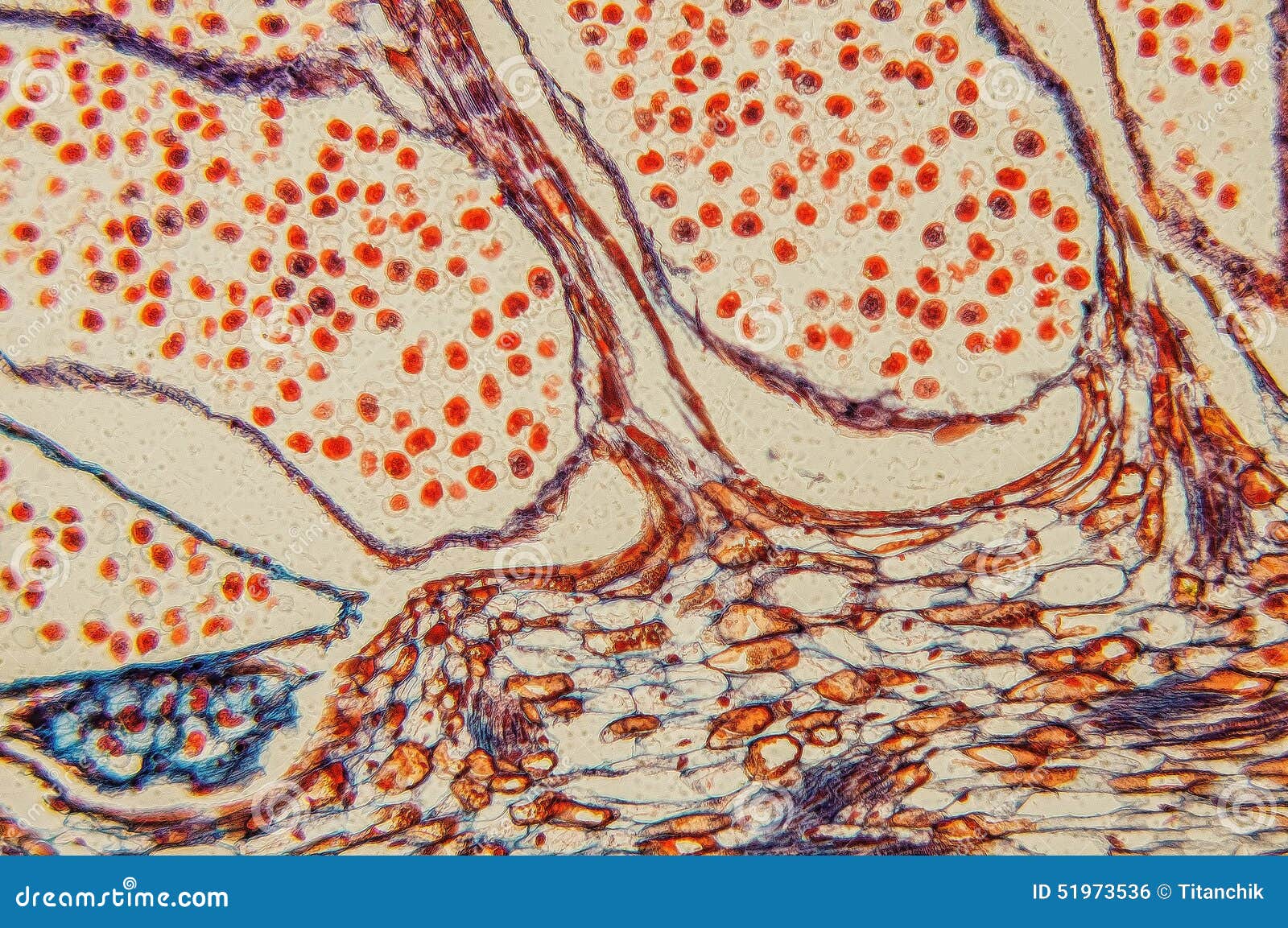 Plant Tissue Culture Collection Shelves In Tissue Culture Room Science ...