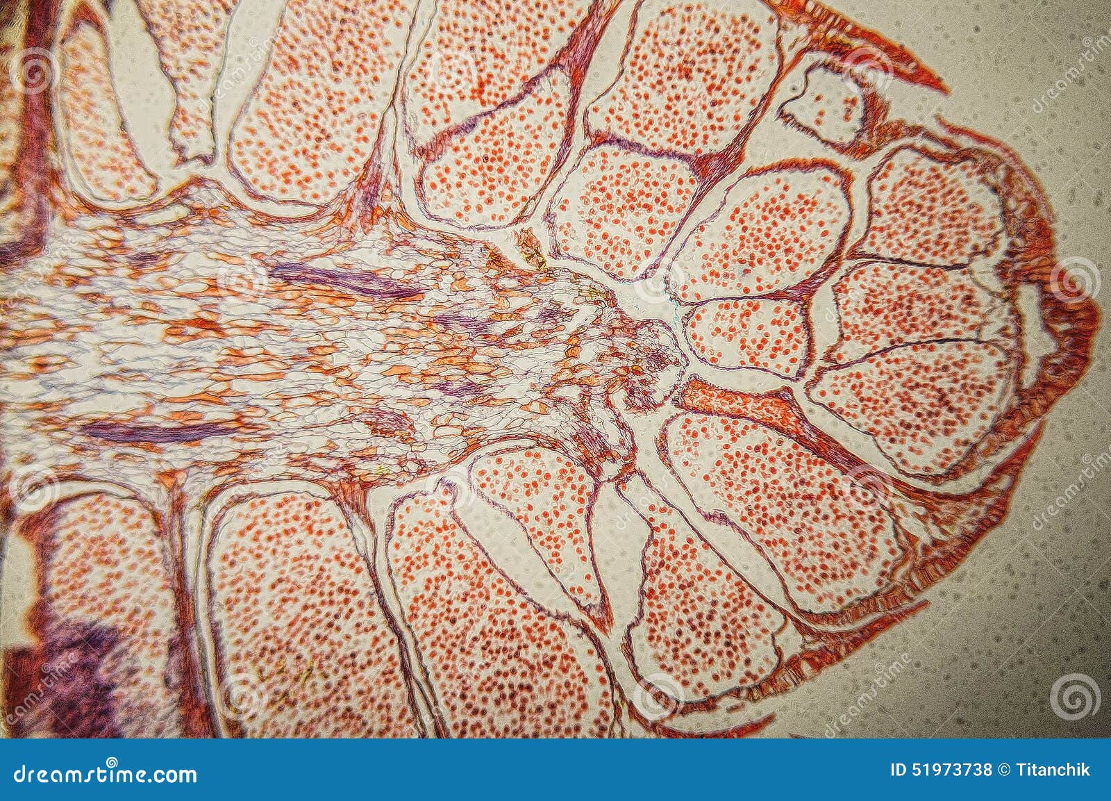 Plant tissue stock photo. Image of nucleus, science, botany - 51973738