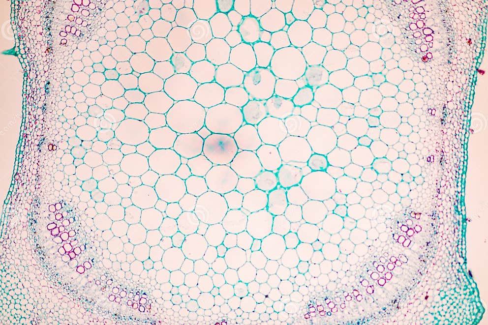 Plant Tissues Under the Microscope in the Laboratory. Stock Photo ...