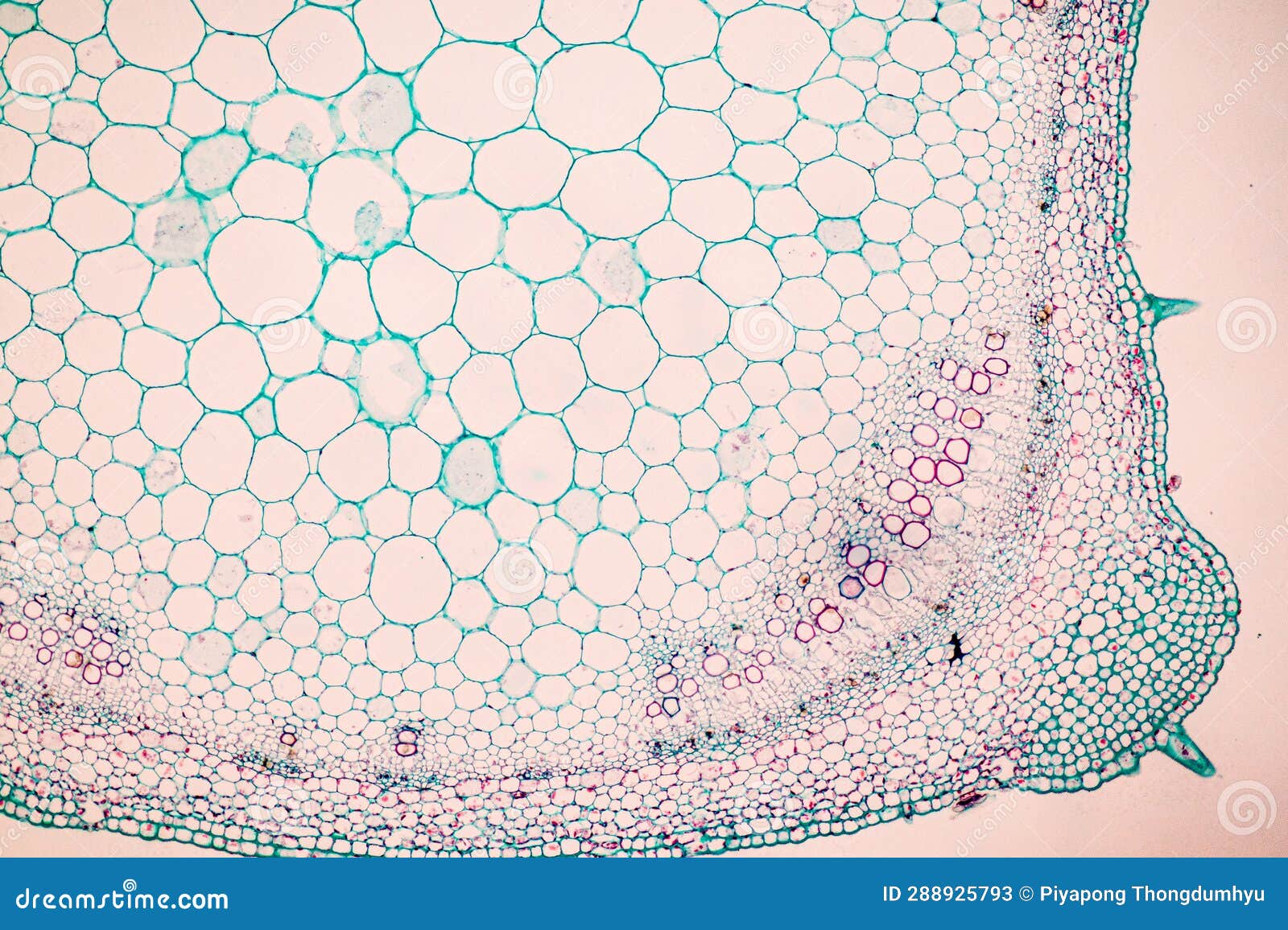 Plant Tissues Under the Microscope in the Laboratory. Stock Image ...