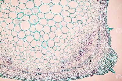 Plant Tissues Under the Microscope in the Laboratory. Stock Image ...