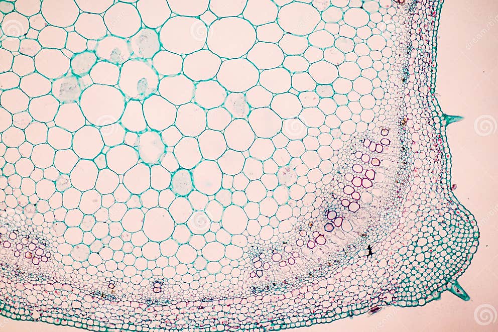 Plant Tissues Under the Microscope in the Laboratory. Stock Image ...