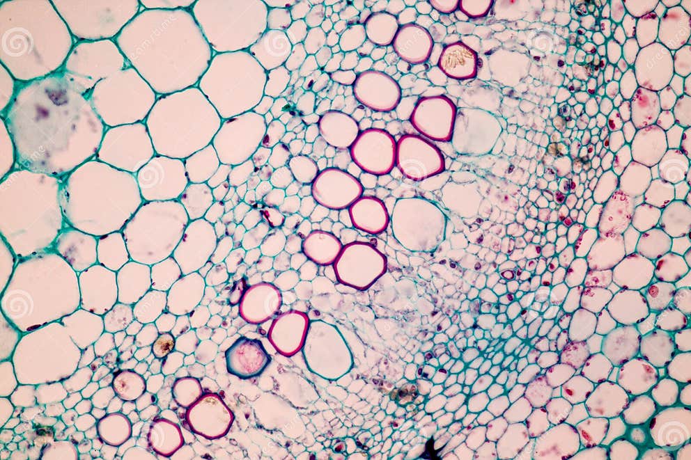 Plant Tissues Under the Microscope in the Laboratory. Stock Image ...