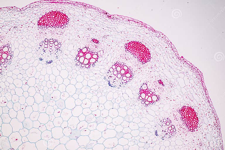 Plant Tissues Under the Microscope in the Laboratory. Stock Image ...