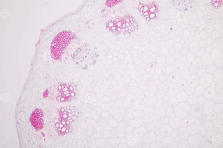 Plant Tissues Under the Microscope in the Laboratory. Stock Photo ...