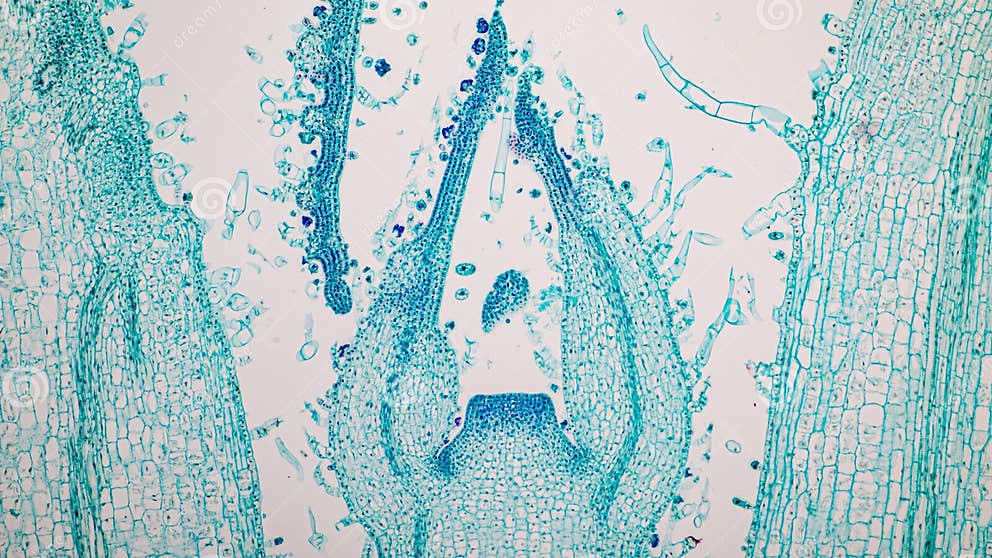 Plant Tissues Under the Microscope in the Laboratory. Stock Image ...