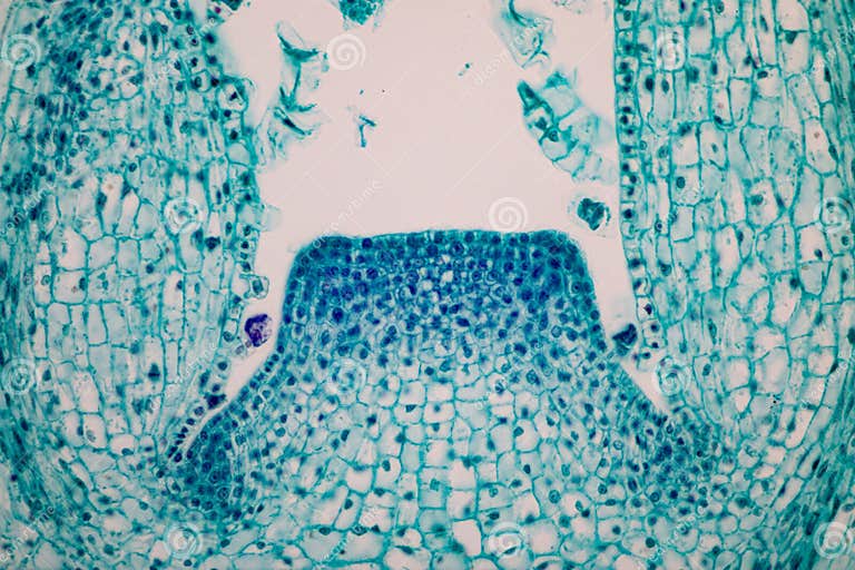 Plant Tissues Under the Microscope in the Laboratory. Stock Photo ...