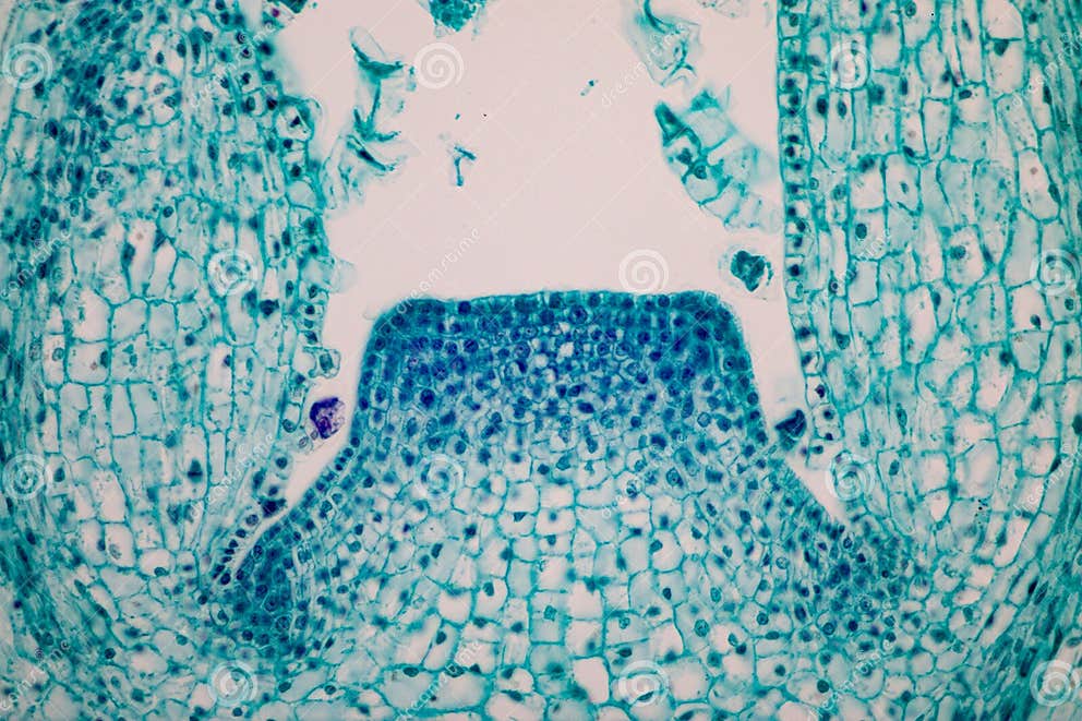 Plant Tissues Under the Microscope in the Laboratory. Stock Photo ...