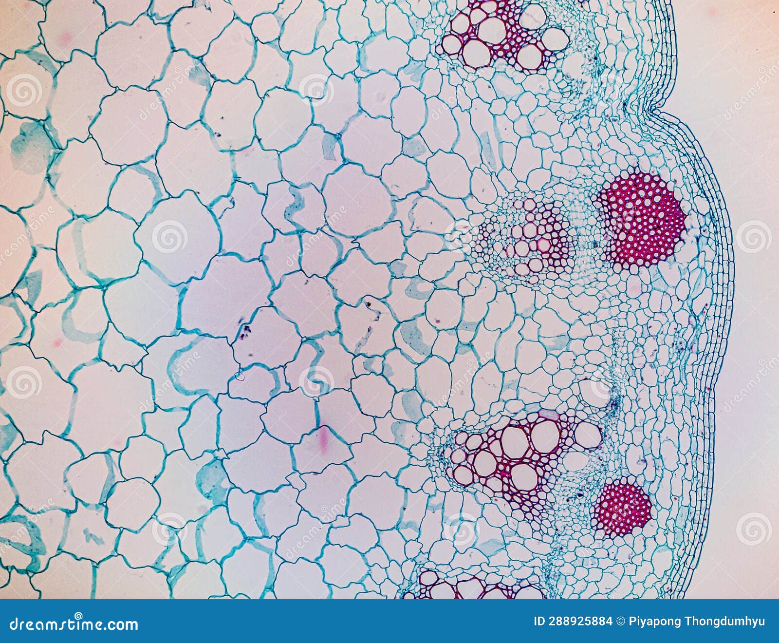Plant Tissues Under the Microscope in the Laboratory. Stock Photo ...