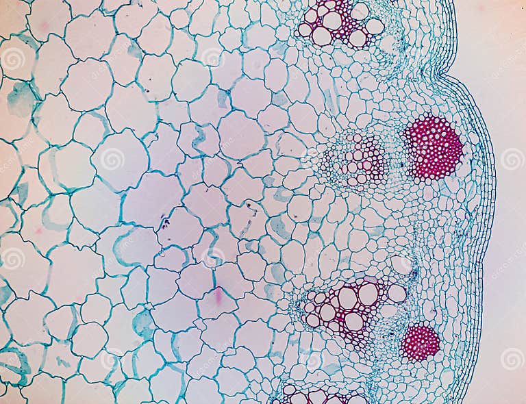 Plant Tissues Under the Microscope in the Laboratory. Stock Photo ...
