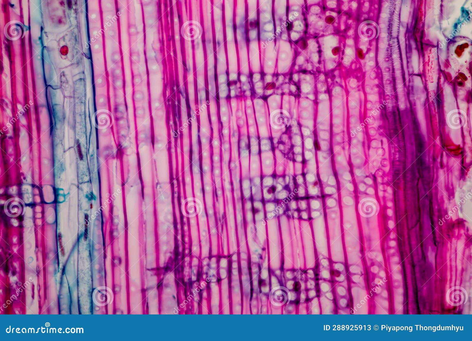Plant Tissues Under The Microscope In The Laboratory. Stock Photography ...