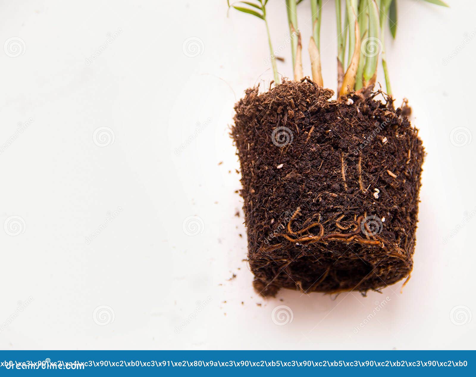 Plant Transplant Concept. Roots Close-up Stock Photo - Image of ...