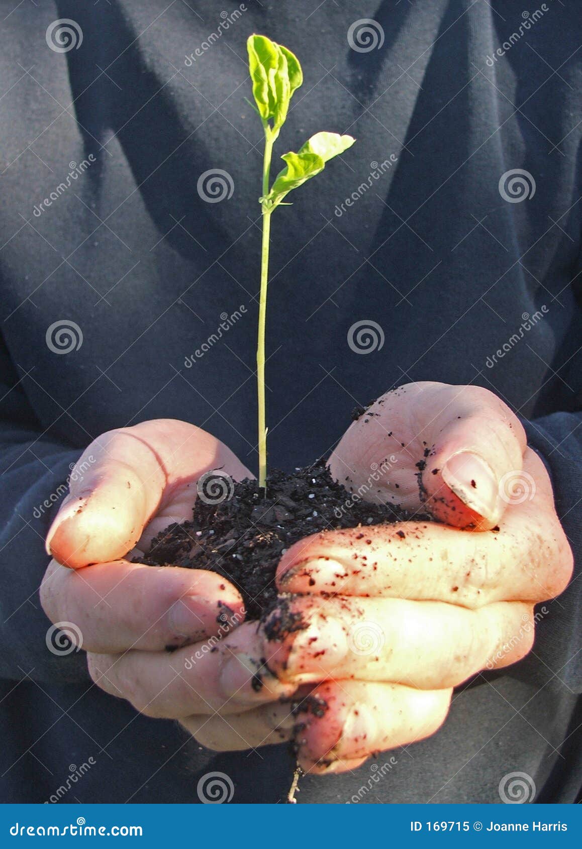 Plant a tree stock image. Image of hand, tree, growth, green - 169715