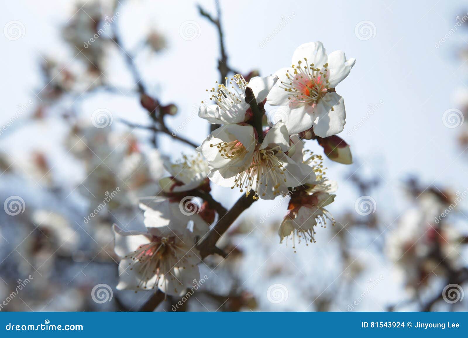 Plant stock photo. Image of nature, branch, prunus, white - 81543924