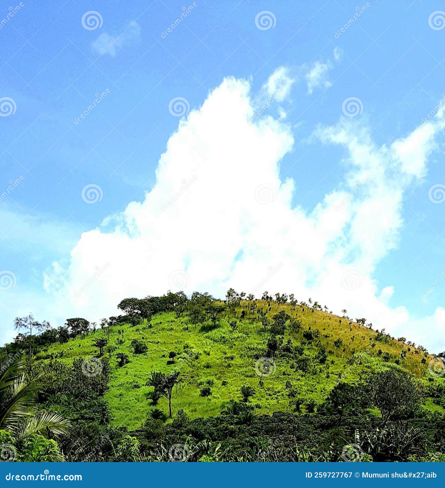 Plant and tree stock image. Image of horizon, environment - 259727767