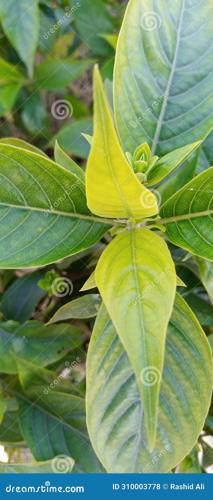 Plant tree big Patel stock photo. Image of tree, trees - 310003778