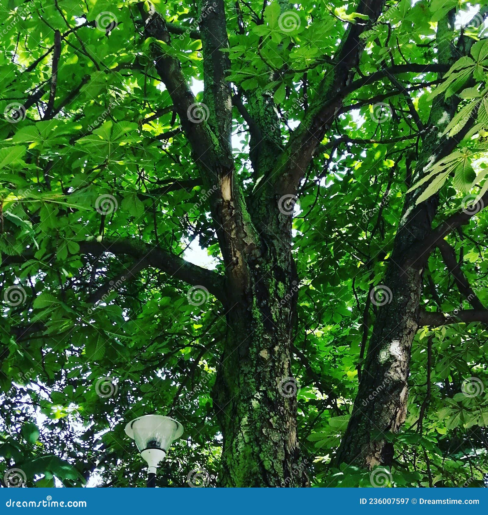 Plant Tree Branch Vegetation Stock Image - Image of nature, deciduous ...