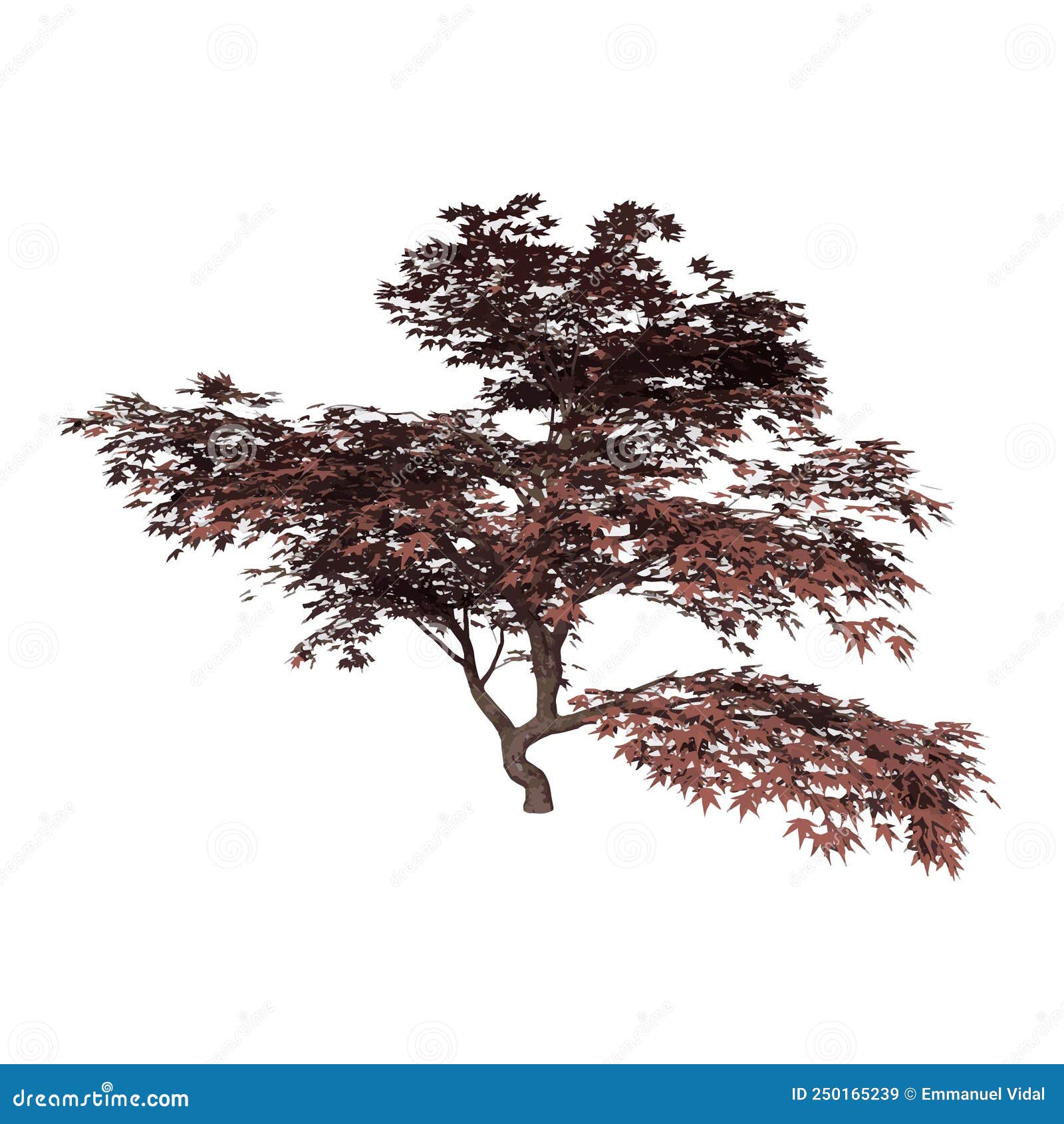 Front View of Plant Mature Japanese Maple 1 Tree Illustration Vector ...