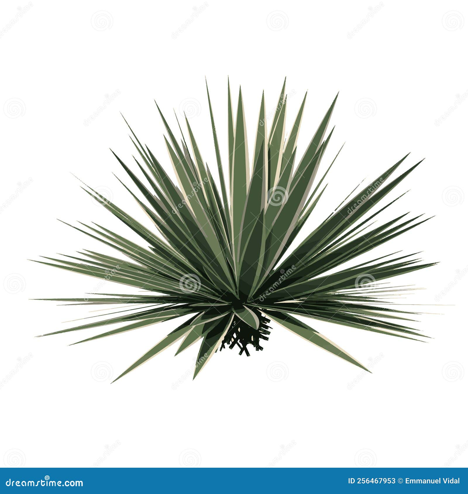 Front View of Plant Agave Tree Png Illustration Vector Stock ...