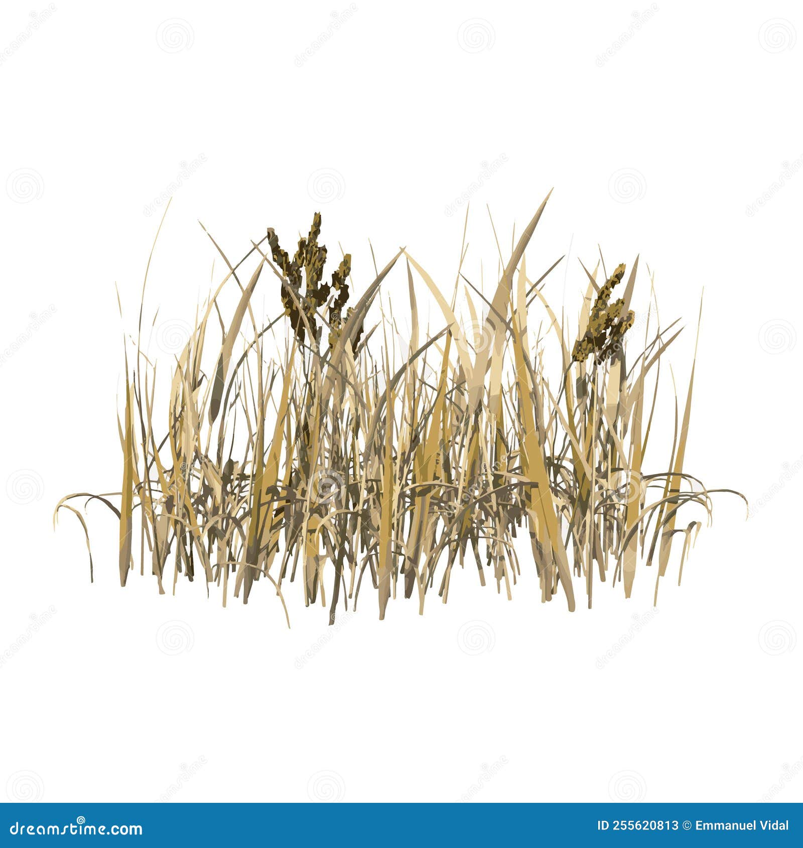 Front View of Plant Dry Grass Thatch 1 Tree Illustration Vector Stock ...
