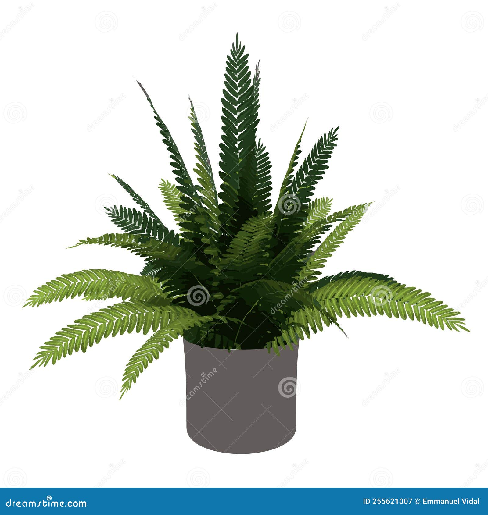 Front View of Plant Potted Fern 1 Tree Illustration Vector Stock ...