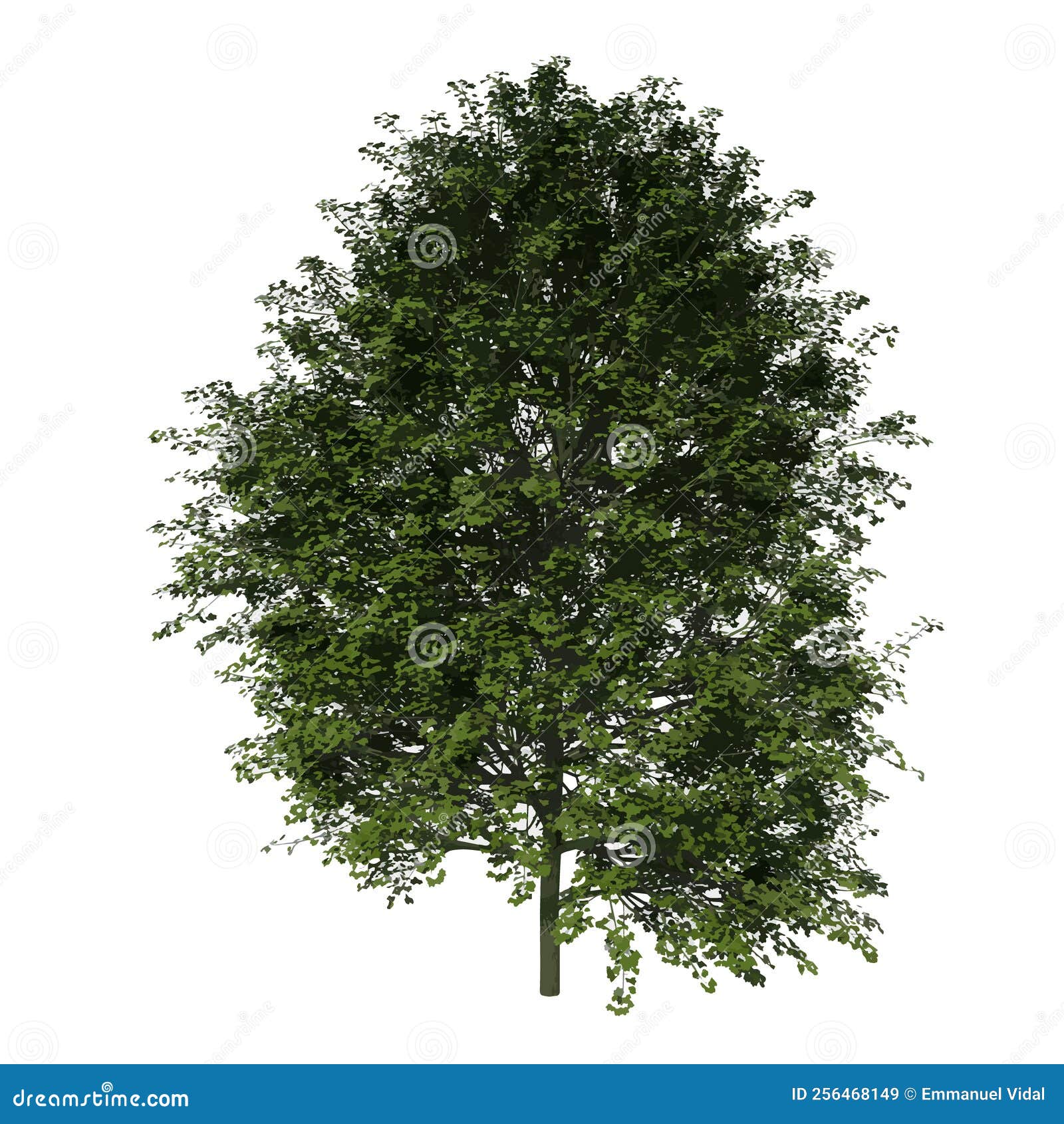 Front View Tree Adolescent Real Maple 3 Illustration Vector Stock ...