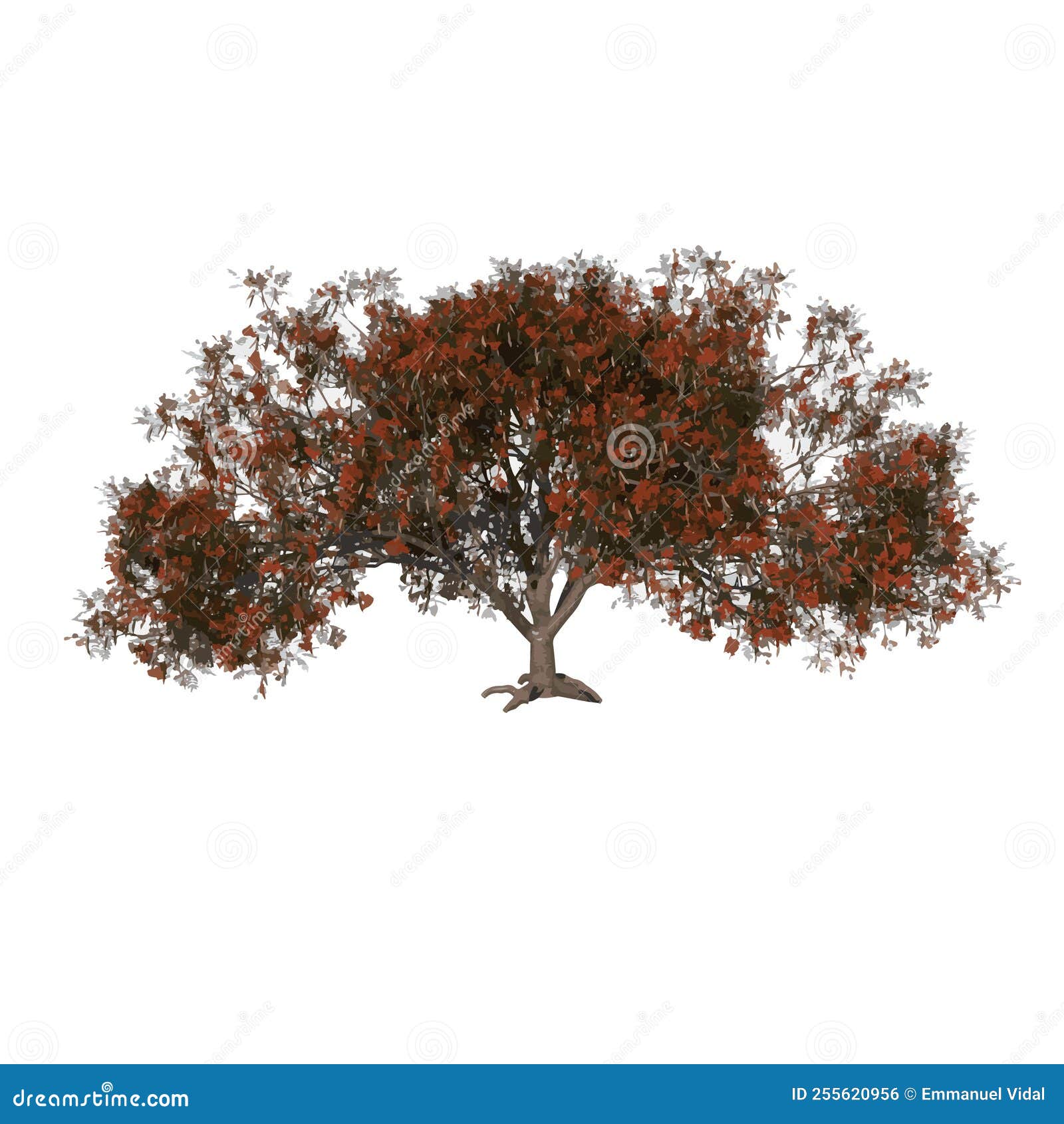 Front View Tree Flamboyant 3 Illustration Vector Stock Illustration ...