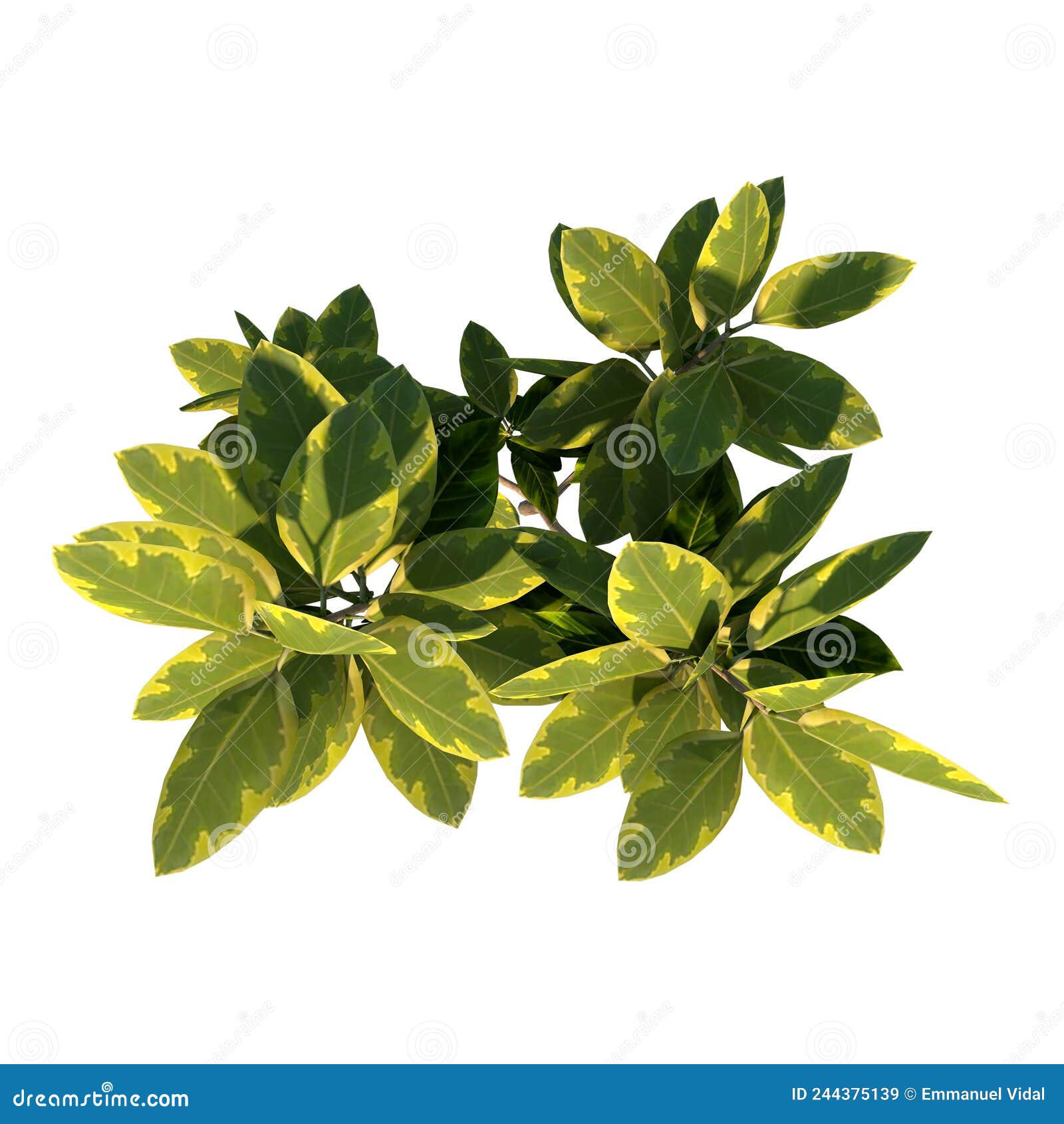 Top View of Plant Ficus 1 Tree White Background 3D Rendering ...