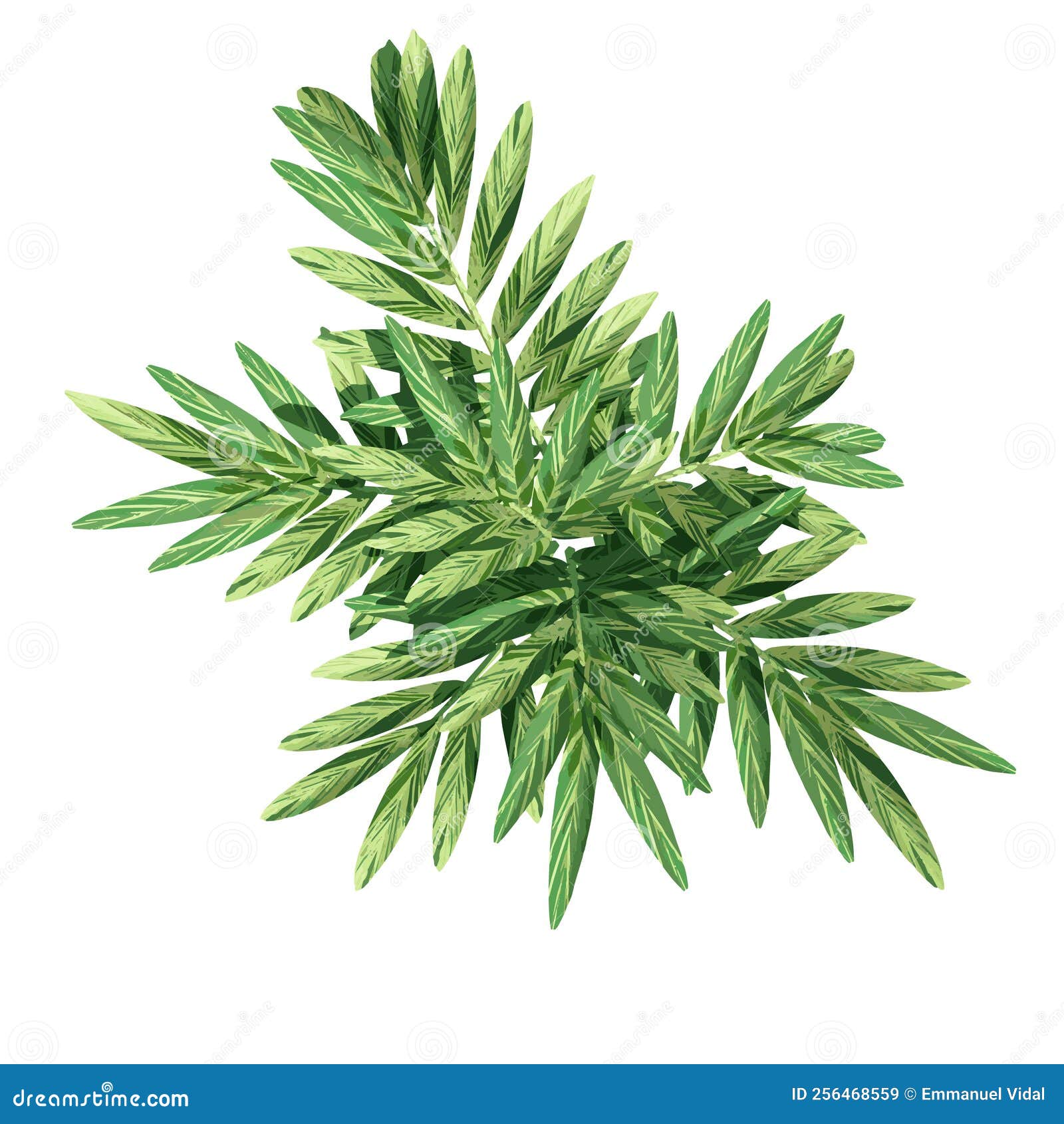 Top View Of Plant Bitter Ginger Tree Illustration Vector Royalty-Free ...