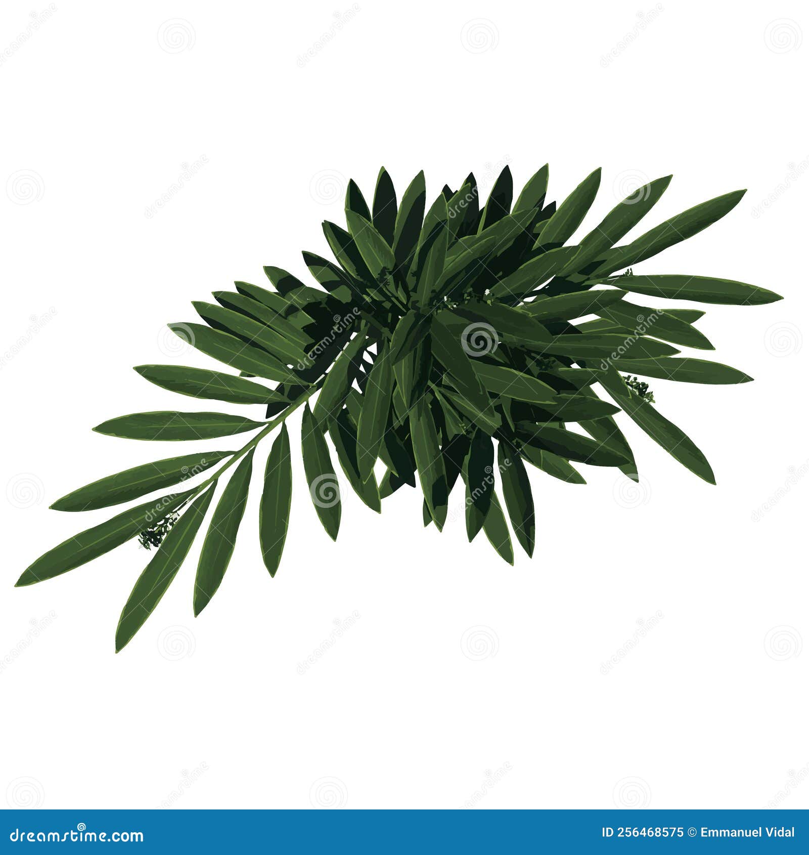 Top View of Plant Ginger Tree Illustration Vector Stock Illustration ...