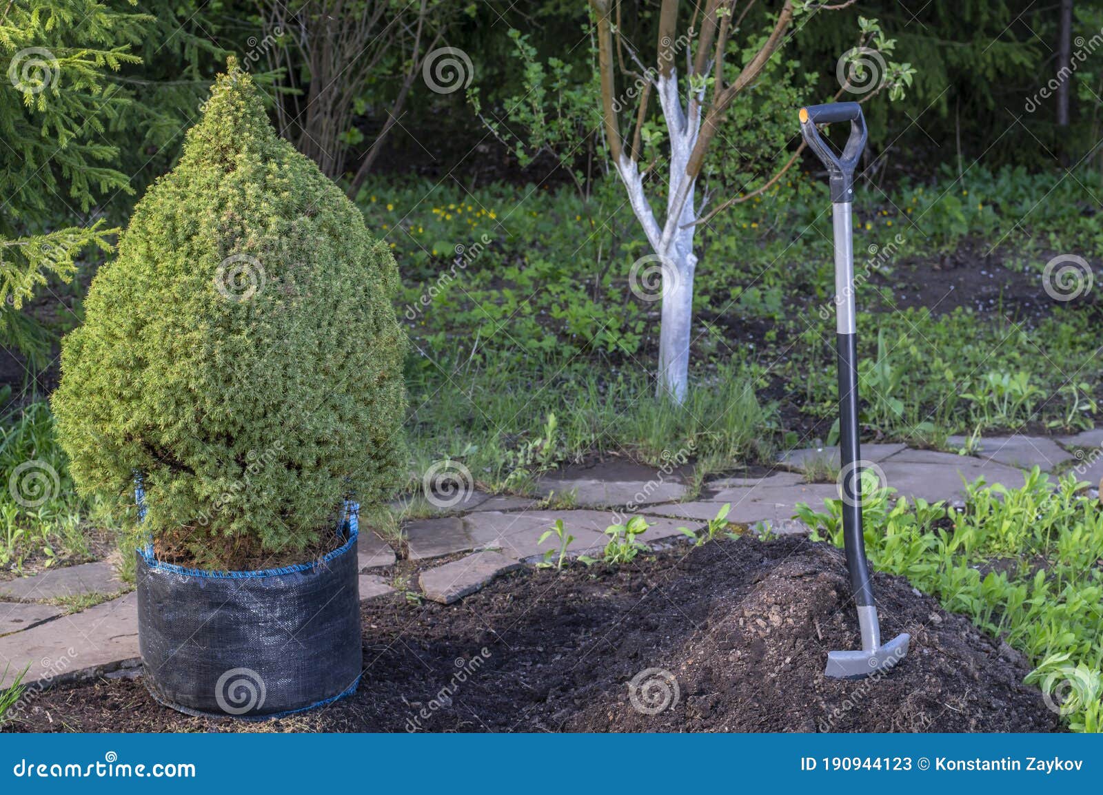 Plant Tree in the Garden. Hobbies, Planting Seedling Stock Image ...