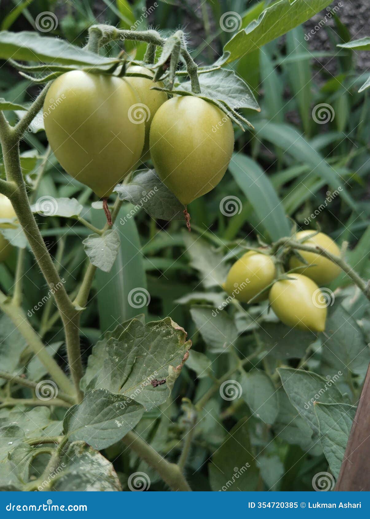 Plant Tree Green tomato stock image. Image of tree, green - 354720385