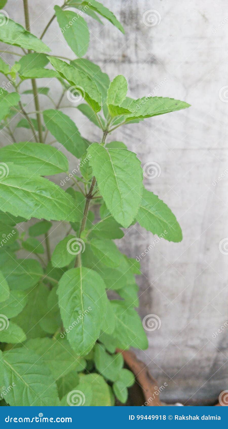Plant stock photo. Image of tree, close, plant, hurbs - 99449918
