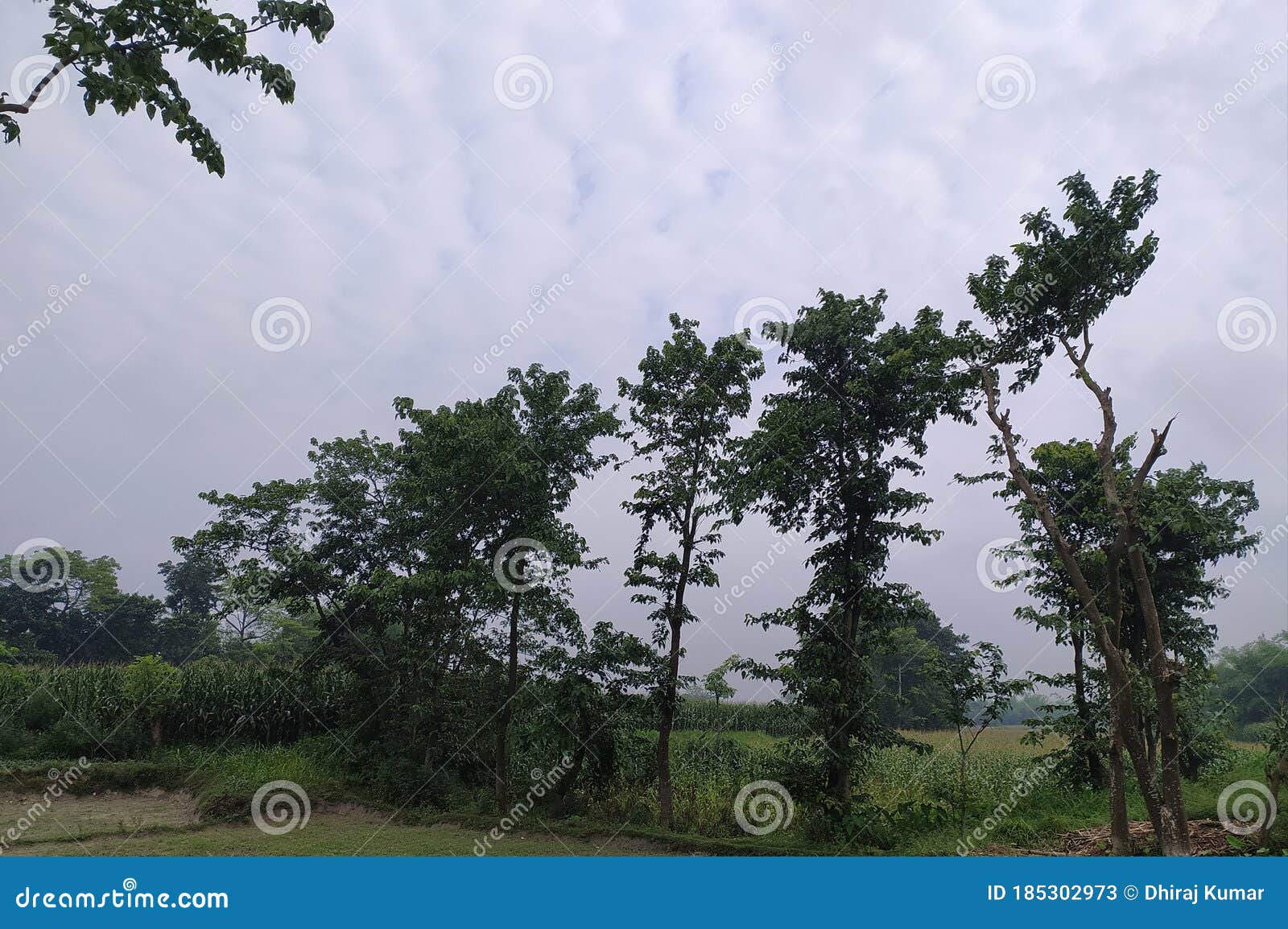 Plant and tree land sky stock image. Image of shrub - 185302973