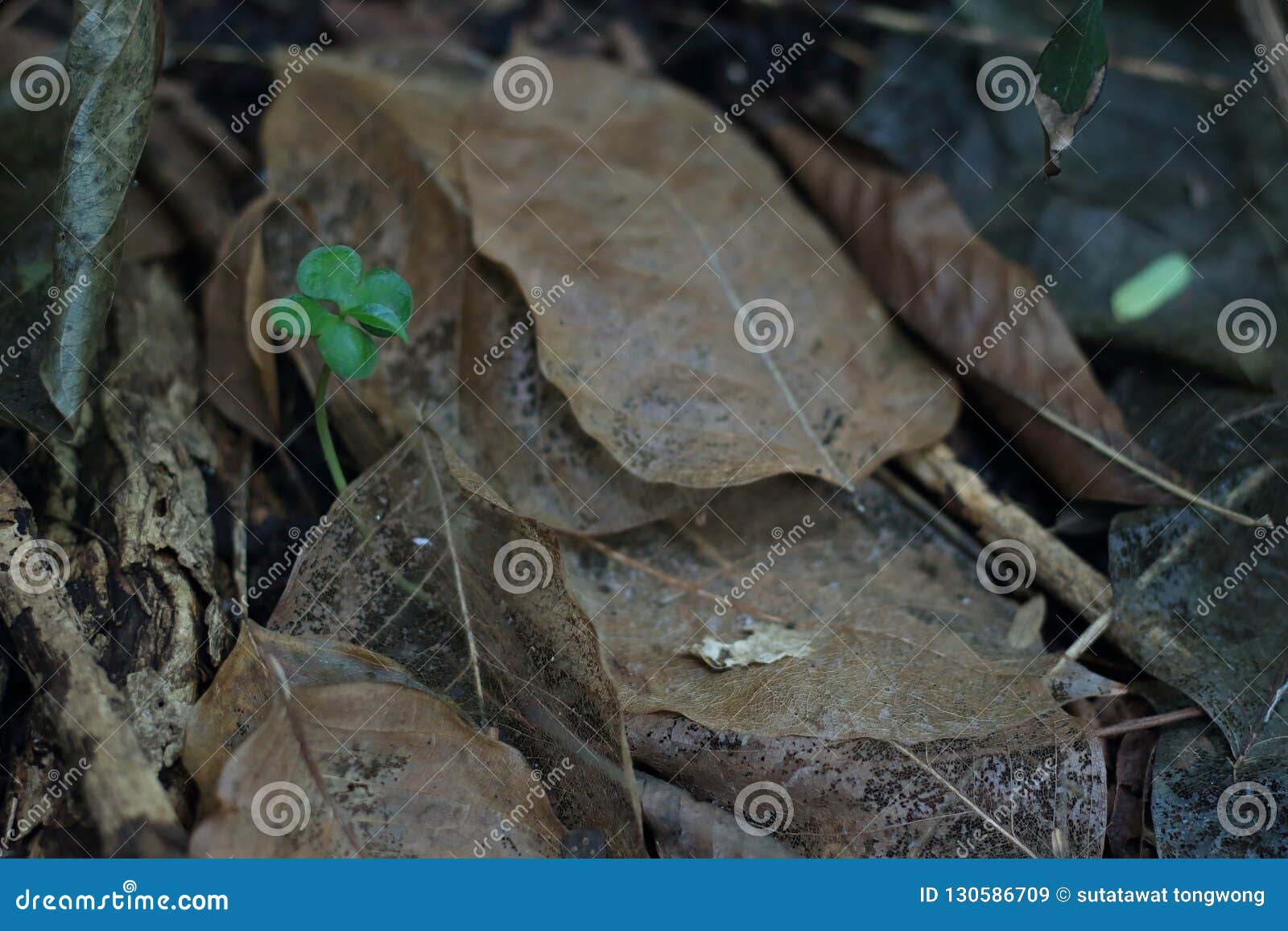 Plant a Tree in Nature Waiting for a Big Day Stock Image - Image of ...
