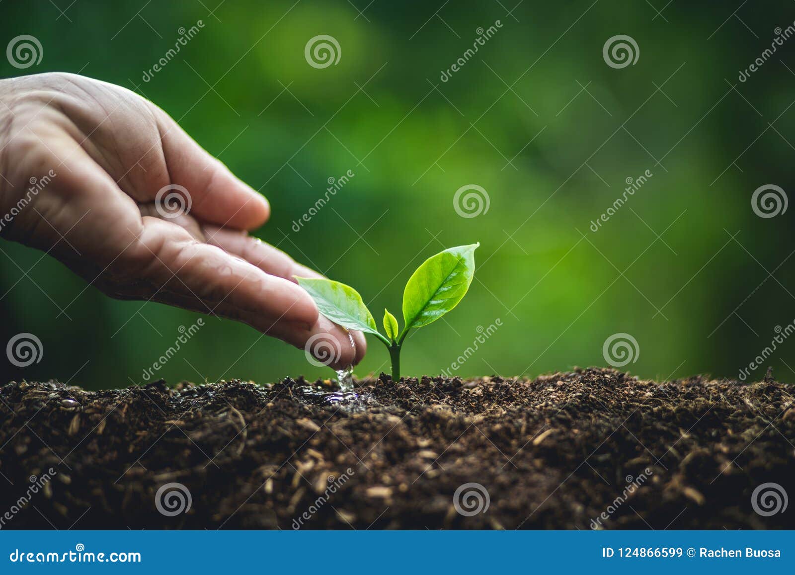 Watering A Small Cherry Tree In The Garden From A Metal Bucket, Farm ...