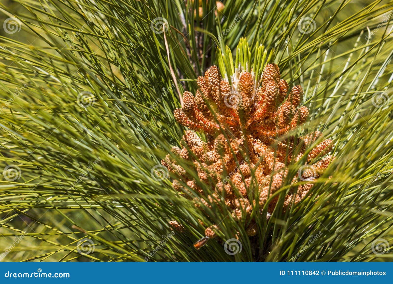 Plant, Tree, Pine, Grass Family Picture. Image: 111110842
