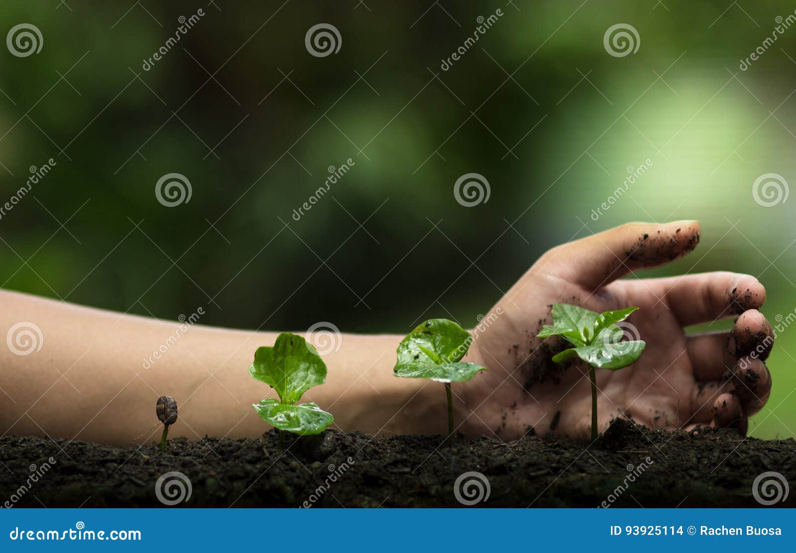 Plant a Tree,Protect the Tree,Hand Help the Tree,Growing Step,Watering ...