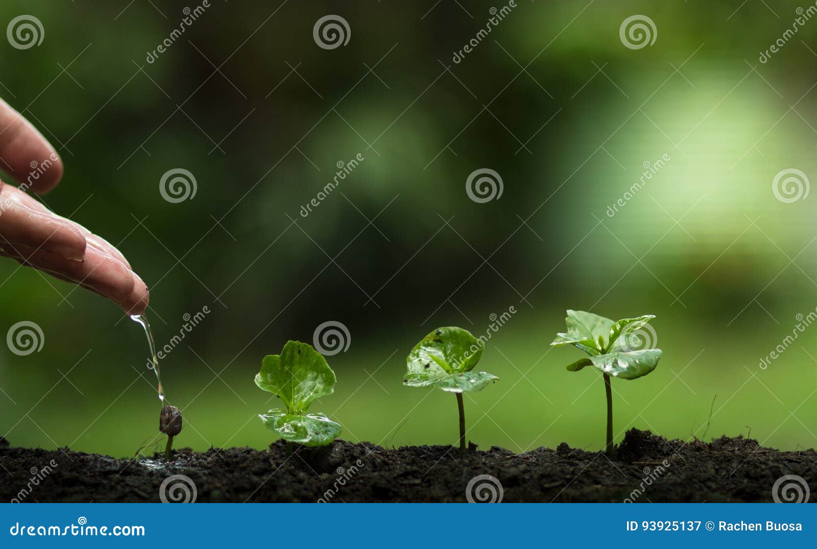 Plant a Tree,Protect the Tree,Hand Help the Tree,Growing Step,Watering ...