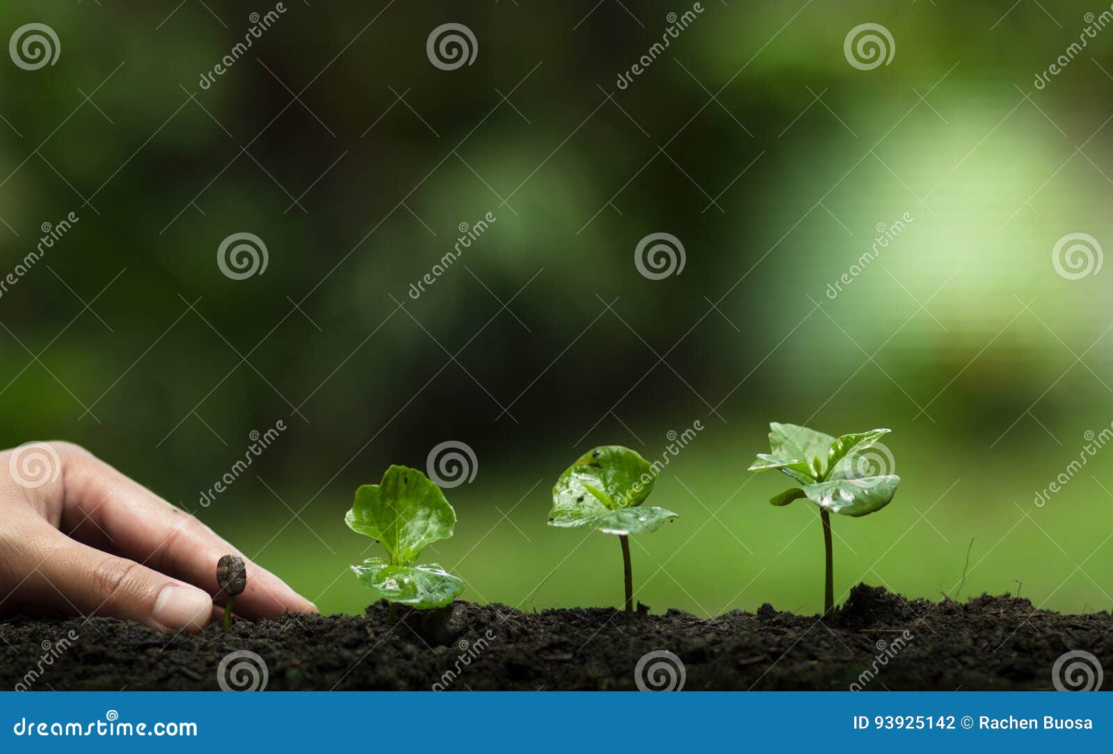 Plant a Tree,Protect the Tree,Hand Help the Tree,Growing Step,Watering ...