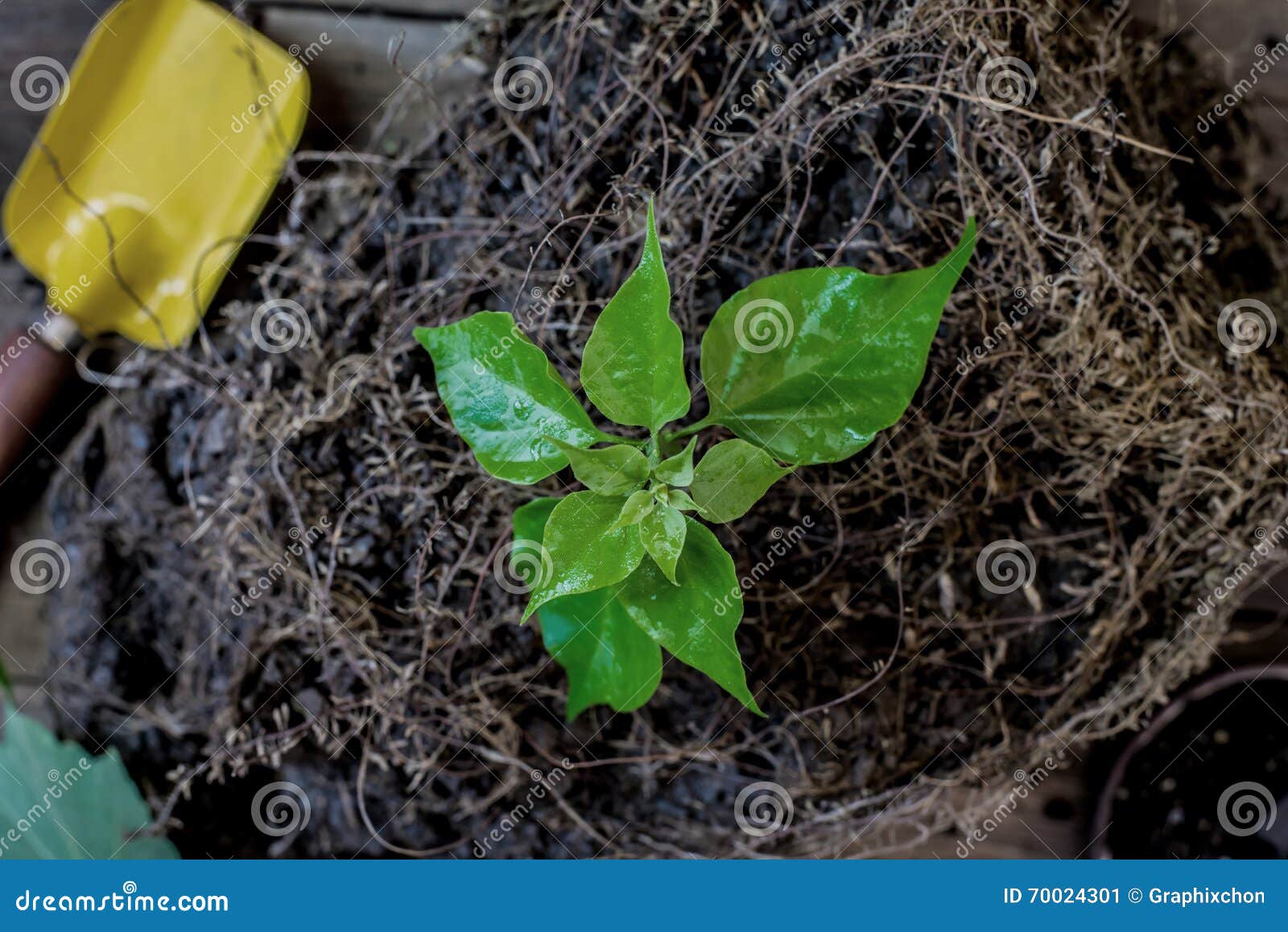 Plant a tree stock image. Image of life, nature, object - 70024301