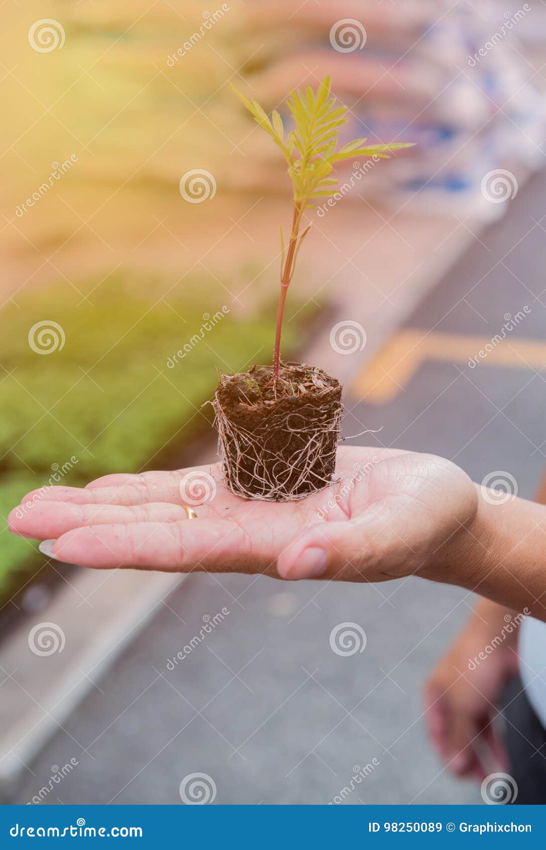 Plant tree stock image. Image of grow, increase, expand - 98250089