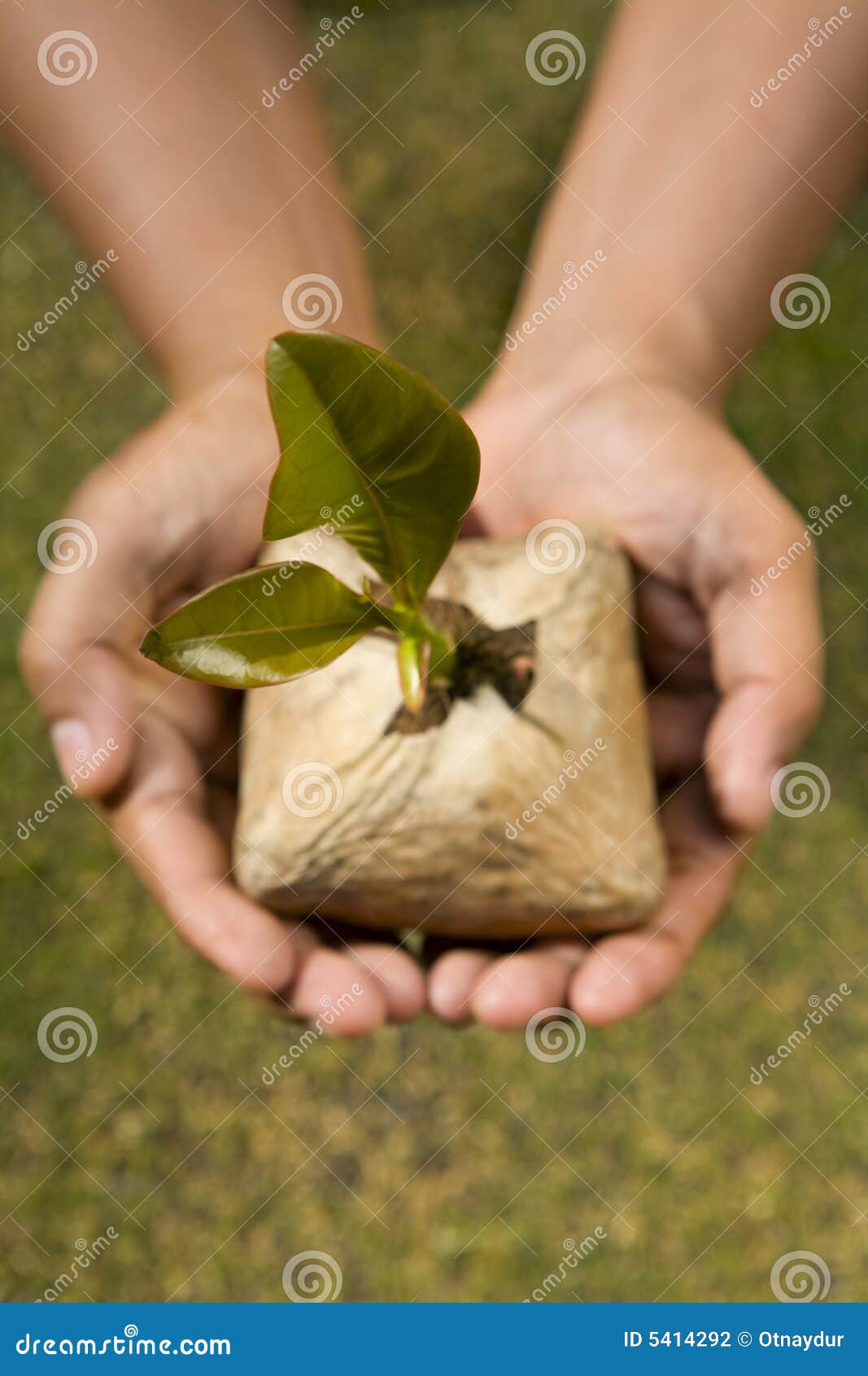 Plant this tree seed stock photo. Image of grow, buds - 5414292